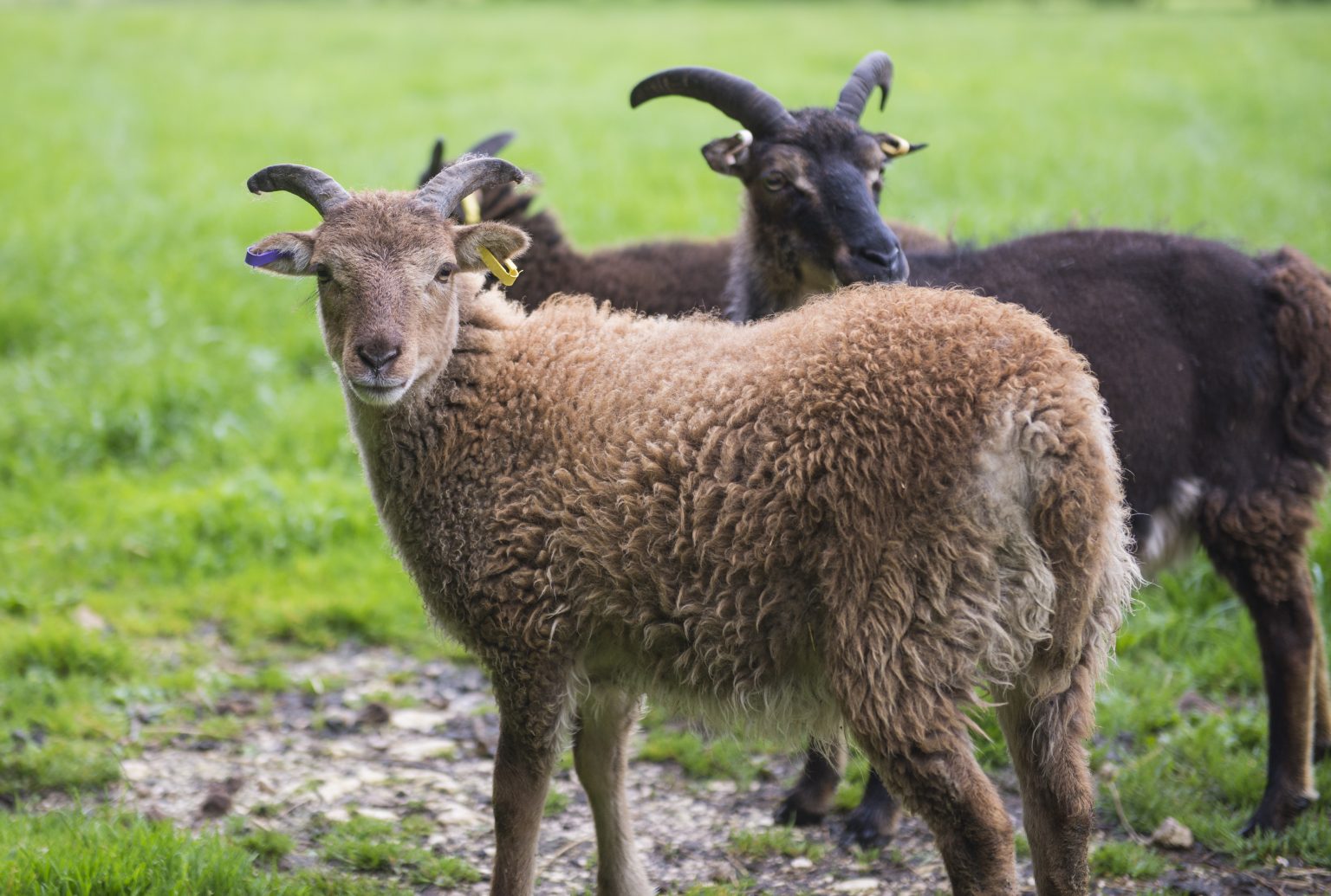 Sheep Archives - Countryside